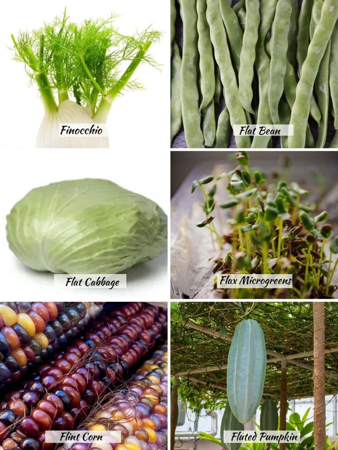 46 Vegetables that Start with F - Keeping the Peas