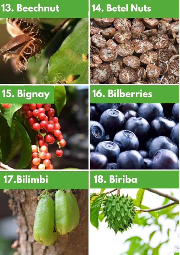 42 Fruits That Start With B - Keeping the Peas