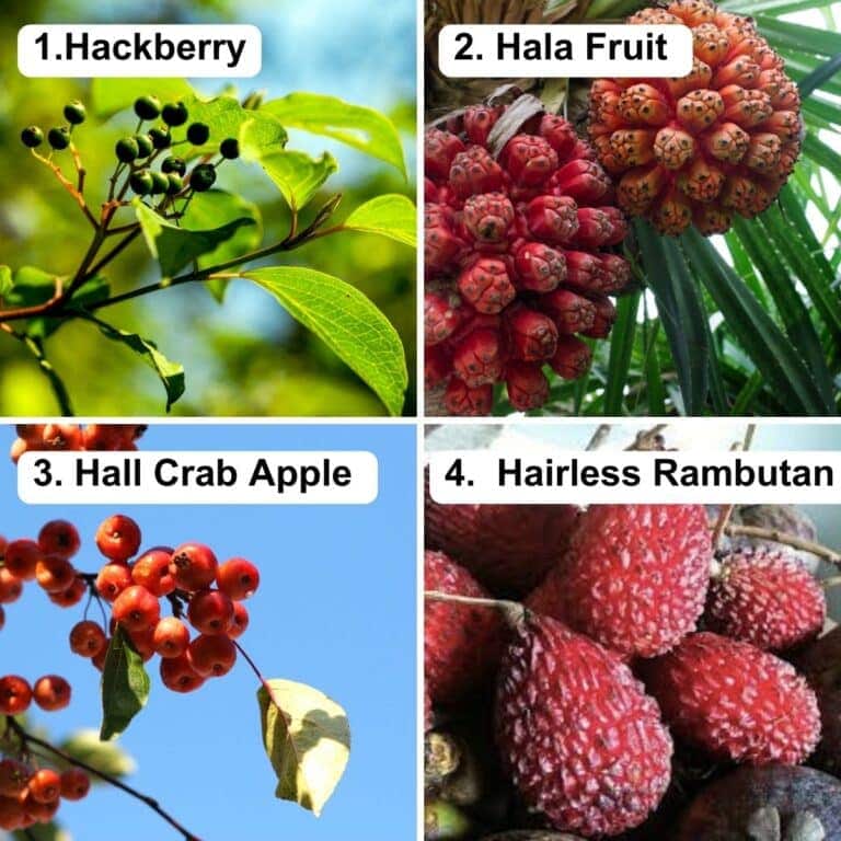 31 Fruits That Start With H - Keeping the Peas
