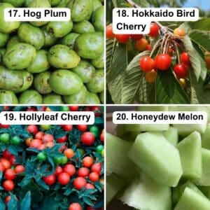 31 Fruits That Start With H - Keeping the Peas