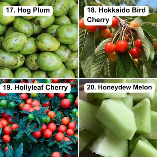 31 Fruits That Start With H - Keeping the Peas