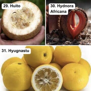 31 Fruits That Start With H - Keeping the Peas