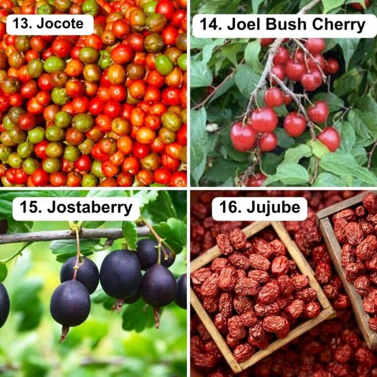 20 Fruits That Start With J - Keeping the Peas