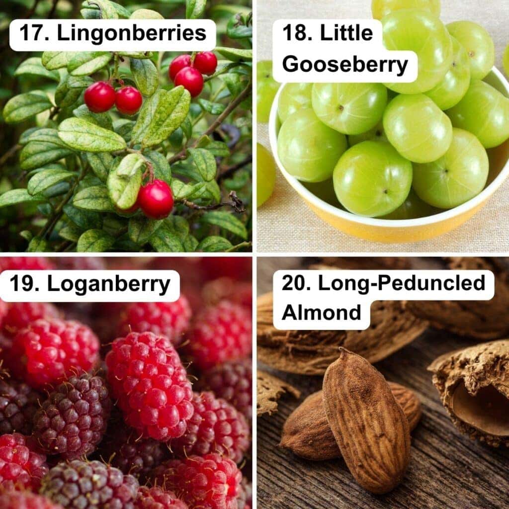 29 Fruits That Start With L - Keeping the Peas