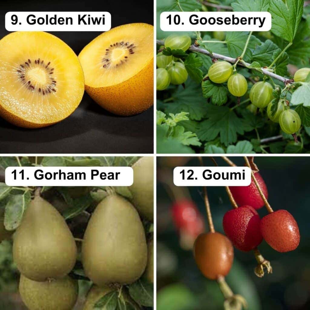 31 Fruits that Start With G - Keeping the Peas