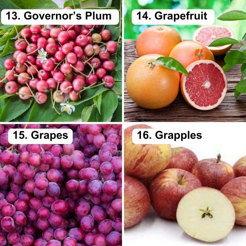 31 Fruits that Start With G - Keeping the Peas