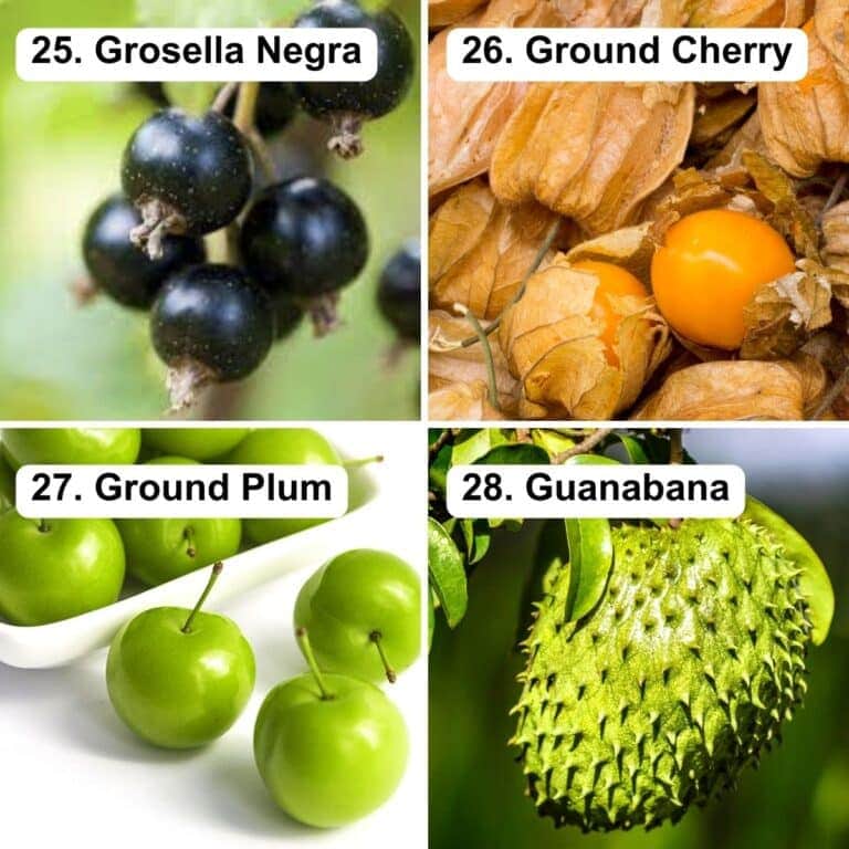 31 Fruits that Start With G - Keeping the Peas
