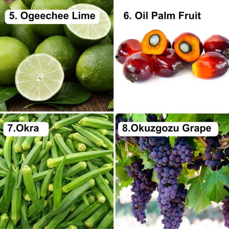 34 Fruits That Start With O - Keeping the Peas